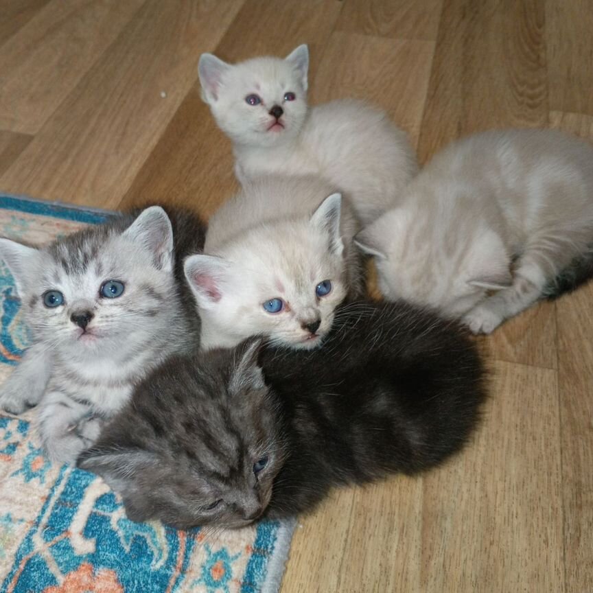 Шотландские котята