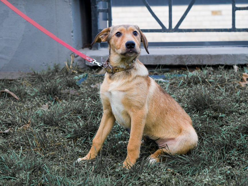 Собака в добрые руки отдам бесплатно