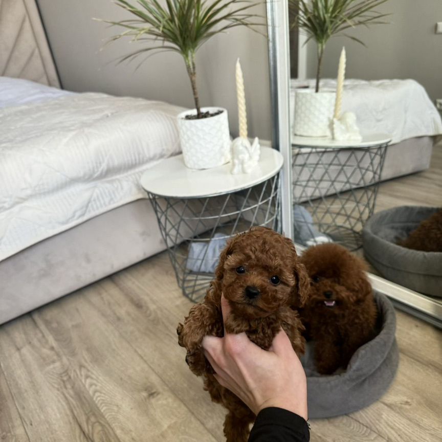 Той пудель девочка