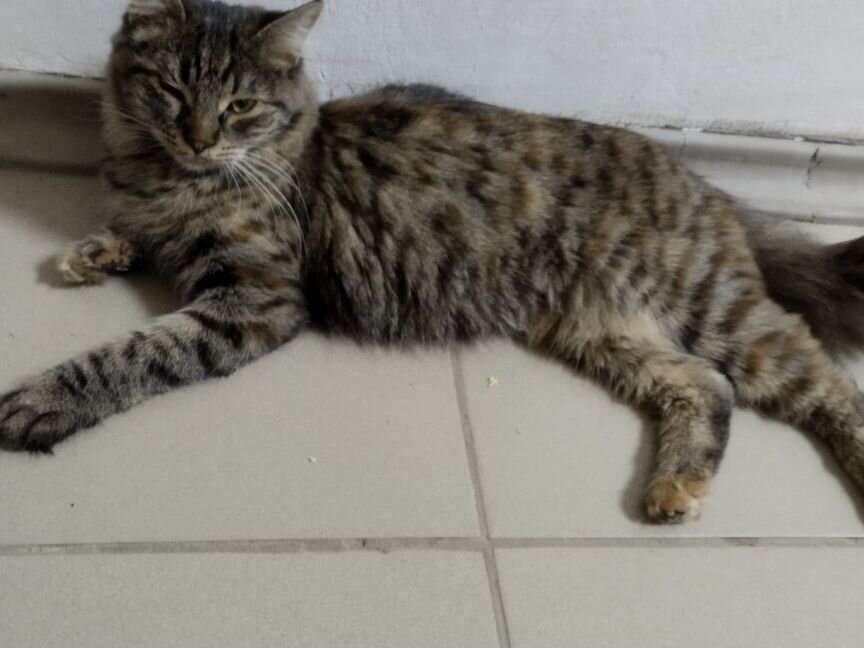 Кошка в дар