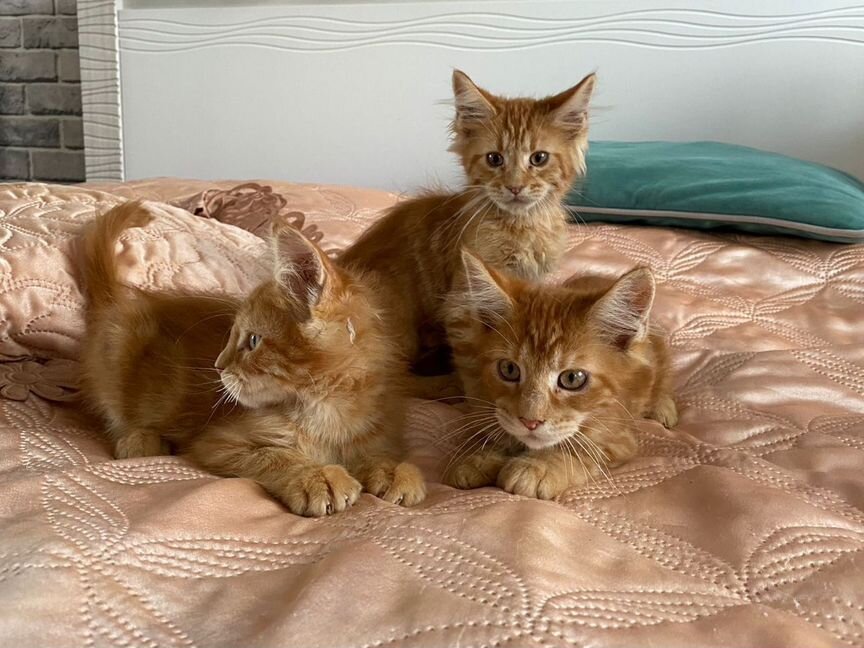 Котята мейн-кун