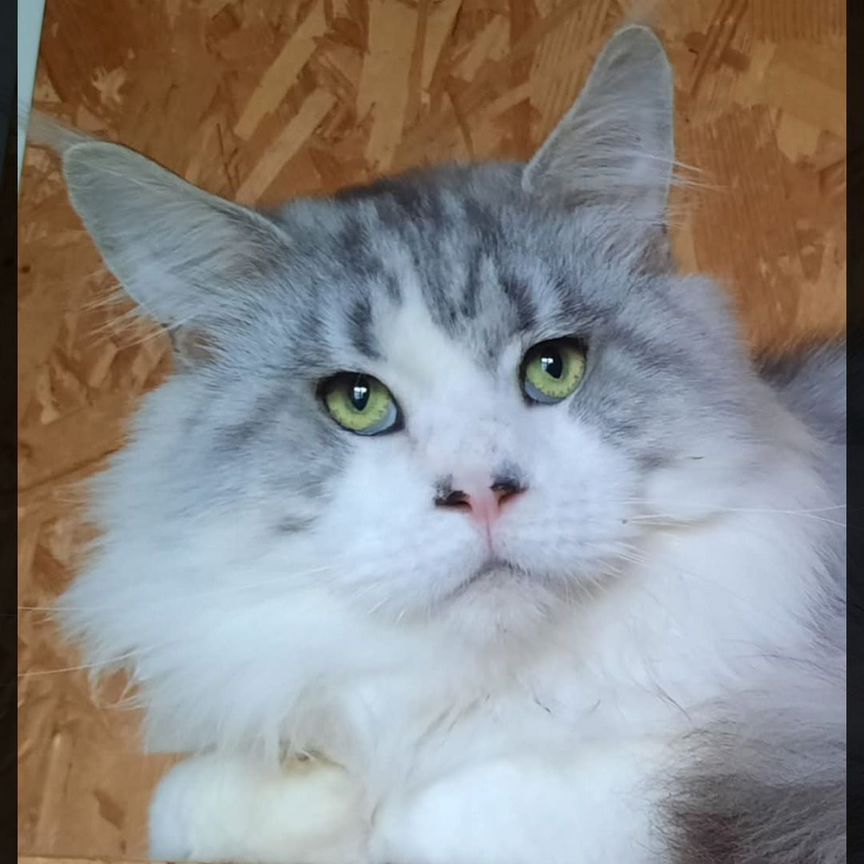 Огромный мейн кун