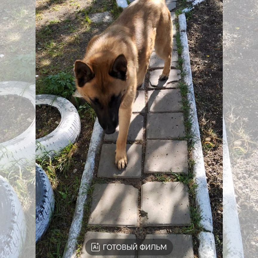 Щенок бельгиской овчарки