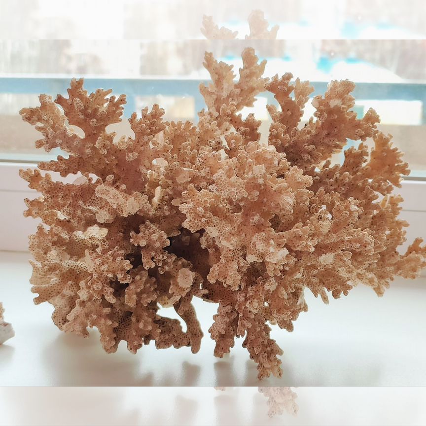 Морской коралл натуральный