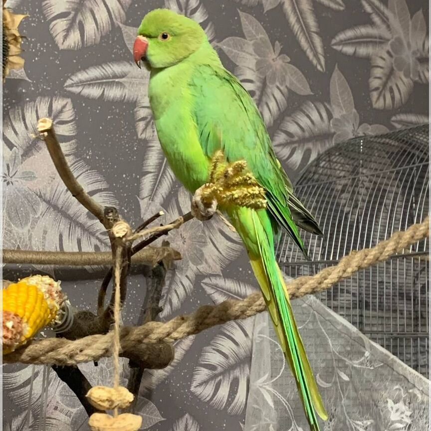 Ожереловый попугай пара