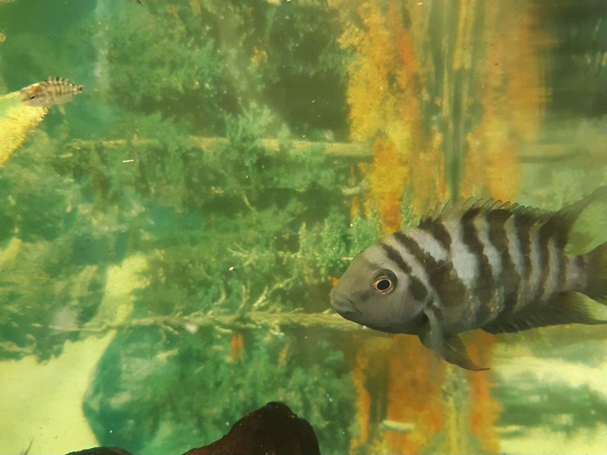 Цихлазома чернополосая