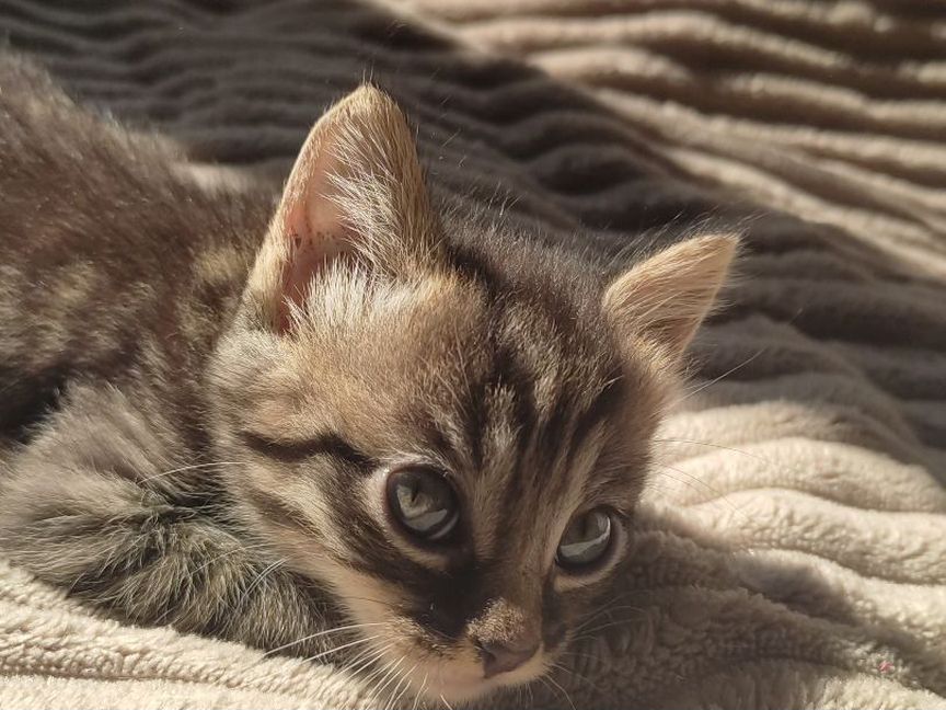 Котенок,девочка