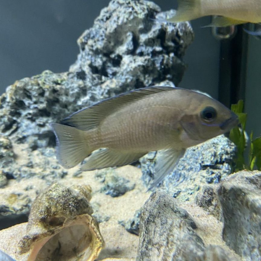 Танганика Variabilichromis moorii