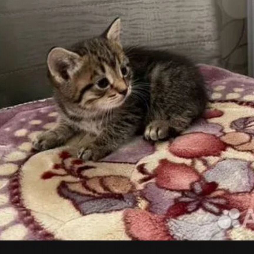Котенок девочка в добрые руки
