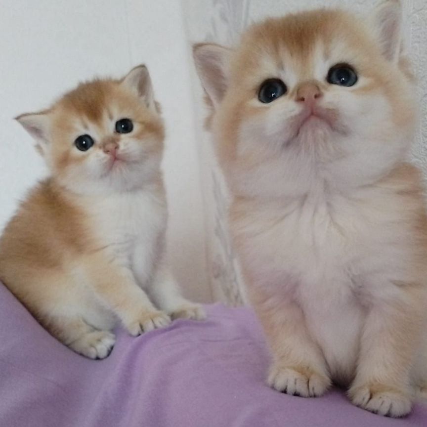 Британские котята