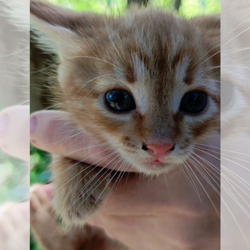Котята в добрые руки бесплатно