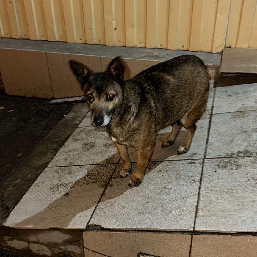 Собака в добрые руки