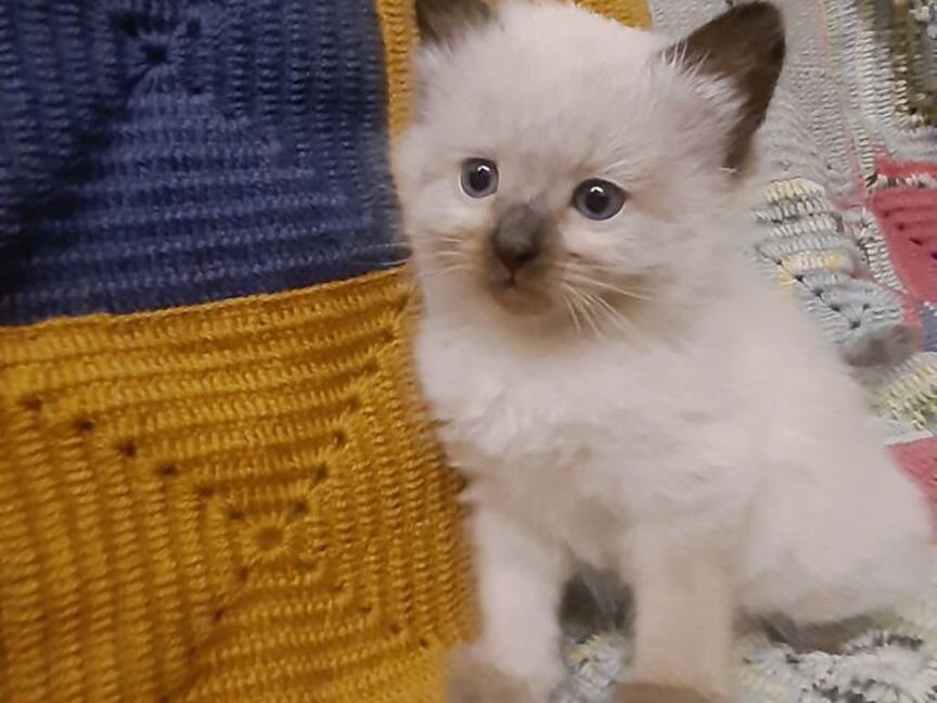 Котята Невской Маскарадной - подарок на Новый Год)