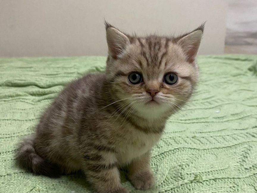 Котята скотиш страйт