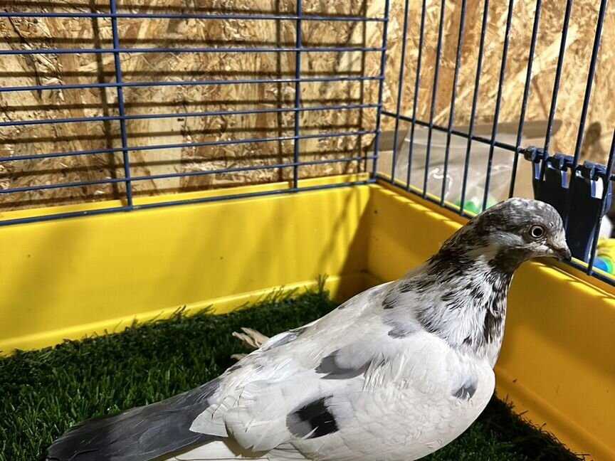 Бойные голуби