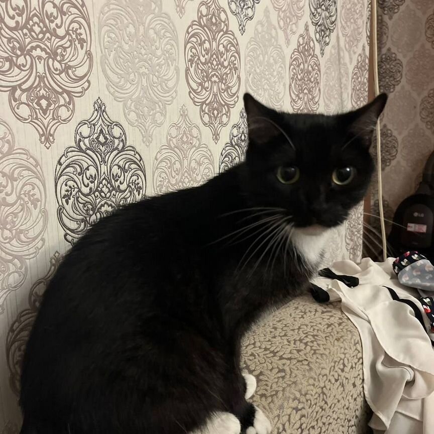 Кошка в дар