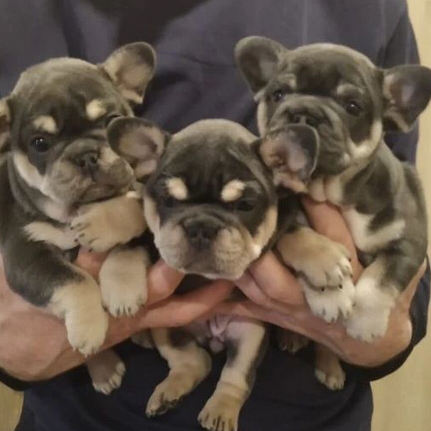 Французский бульдог, щенок