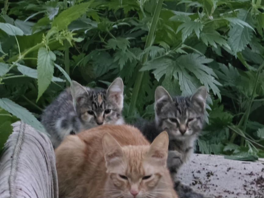 Очаровательные котята из подвала ищут дом