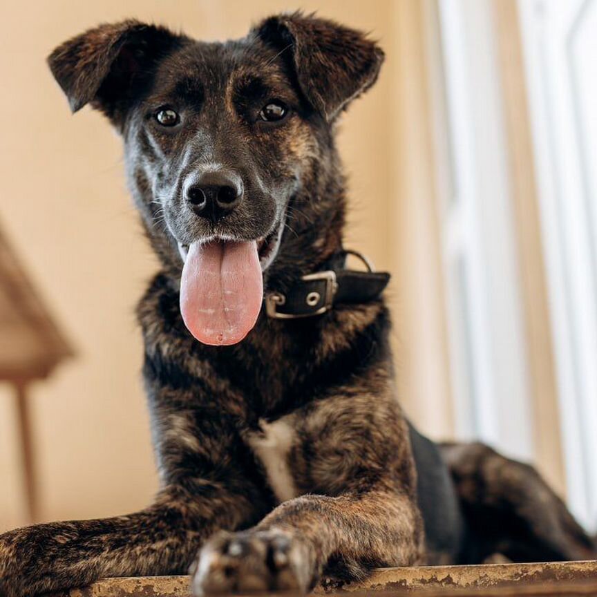 Взрослая собака в добрые руки