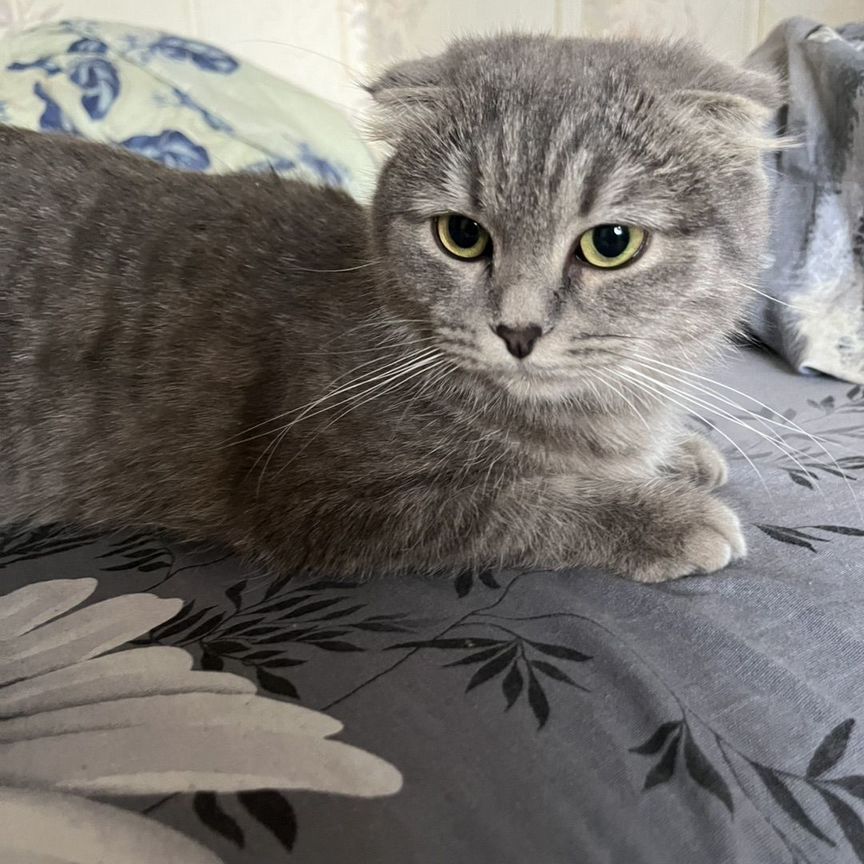 Отдам даром девочку шатланская