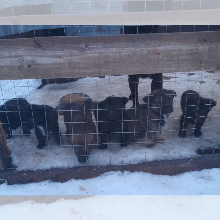 Щенок в добрые руки