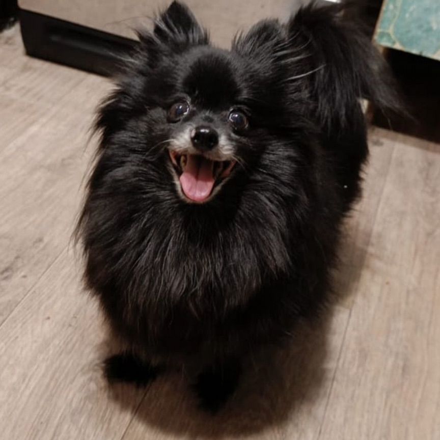 Померанский шпиц, взрослая собака