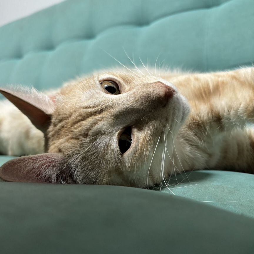 Взрослый кот в добрые руки