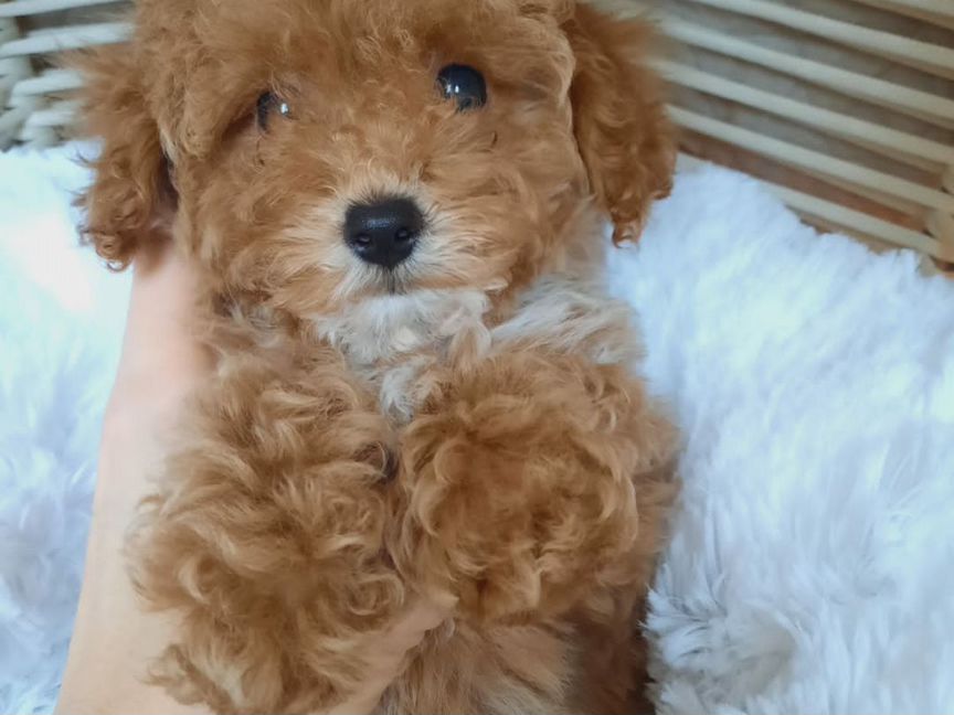 Микро мальтипу, редкий окрас, шёлковая шубка