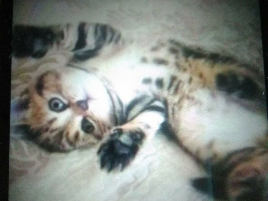 Тигровый шотландский мачо