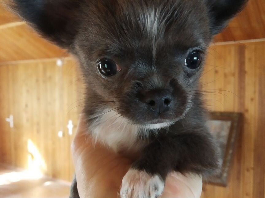 Чихуахуа мальчик мини