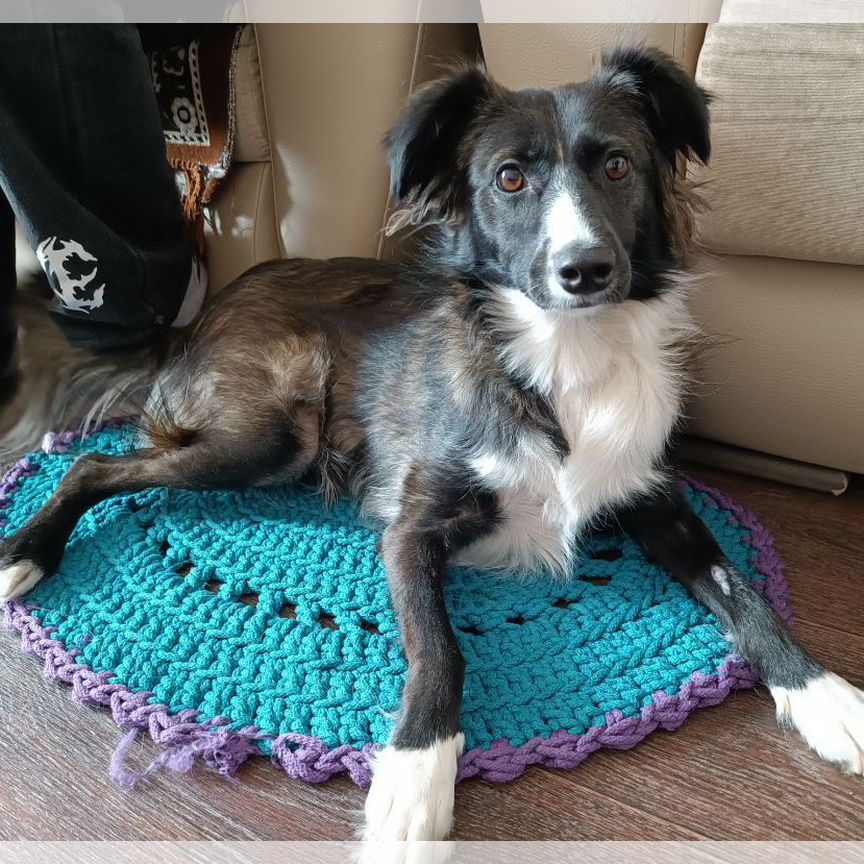 Собака ищет дом