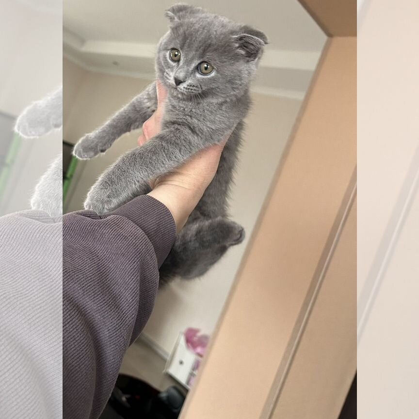 Вислоухий котенок