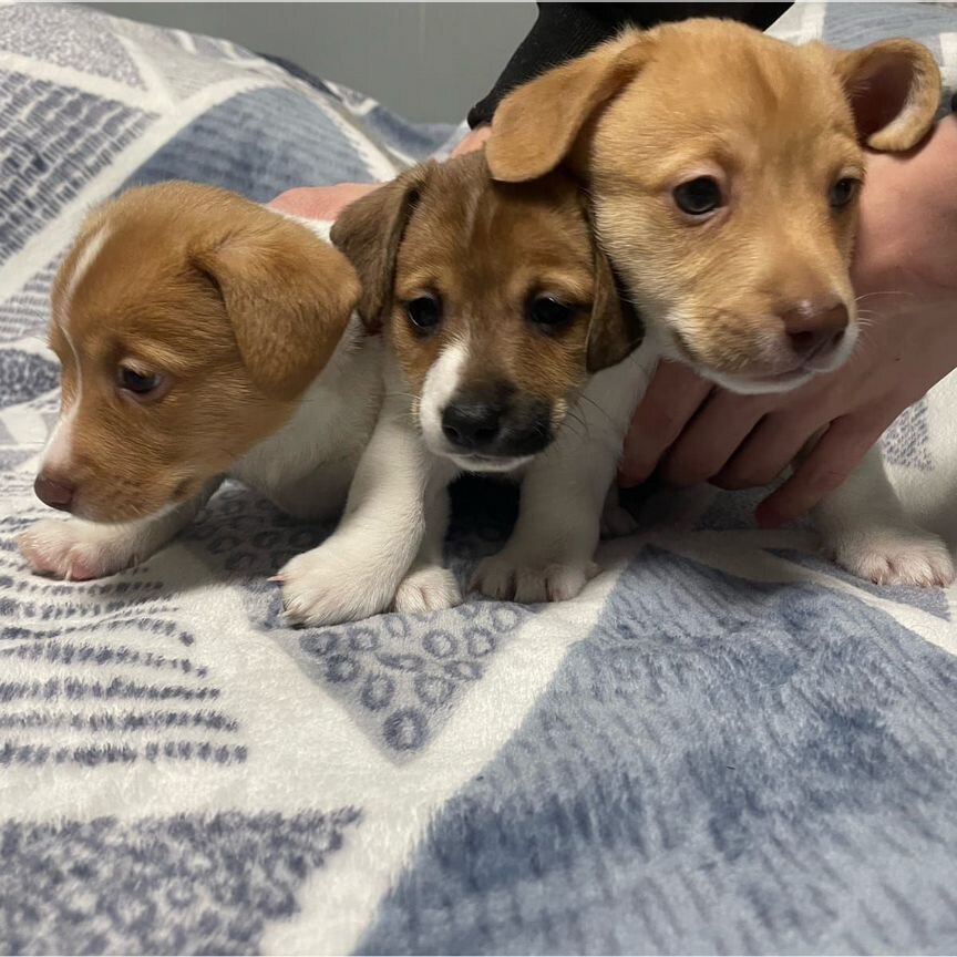 Джек-рассел-терьер, щенок