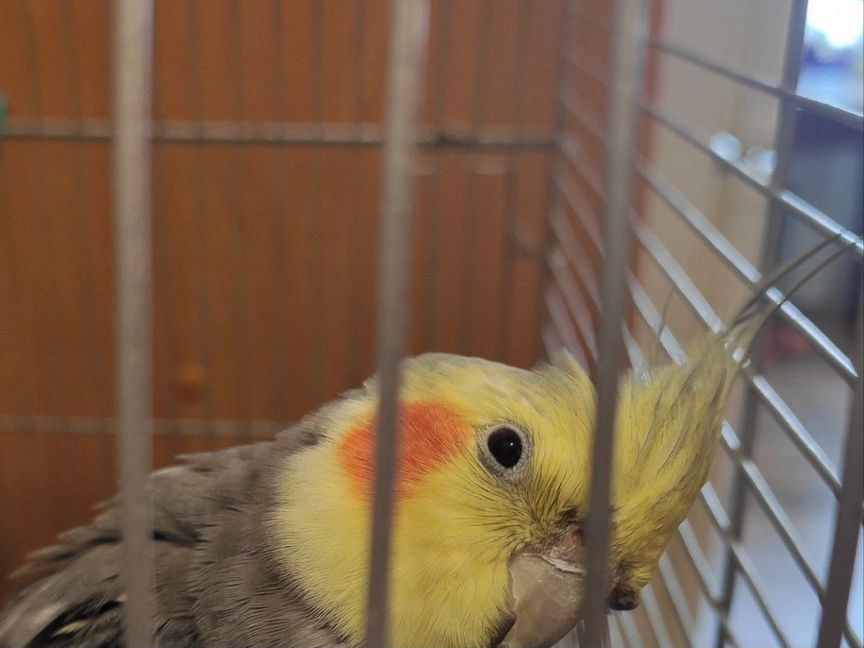 2 Попугая корелла