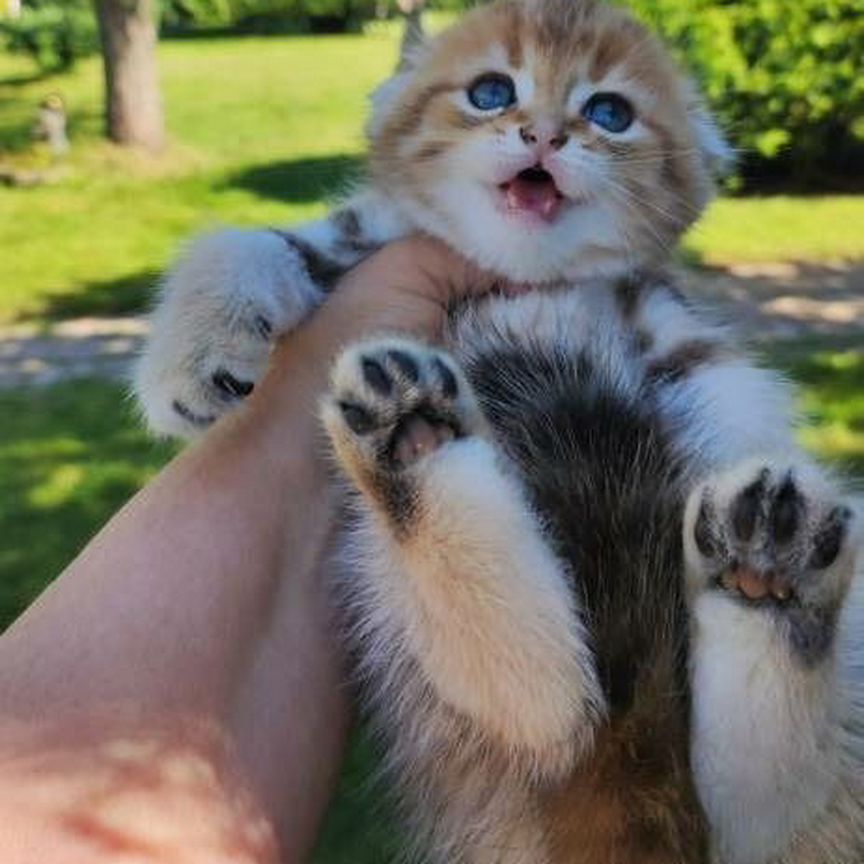 Шотландский вислоухий короткошёрстный котёнок