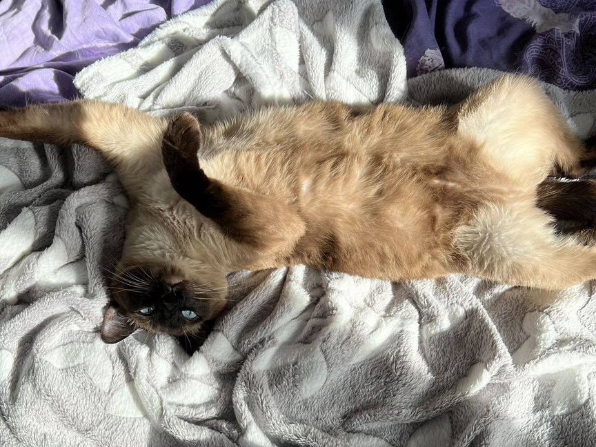 Тайский кот бесплатно