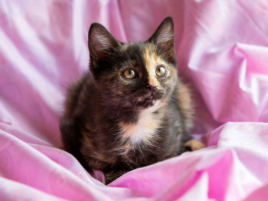 Котенок 2,5 мес. девочка