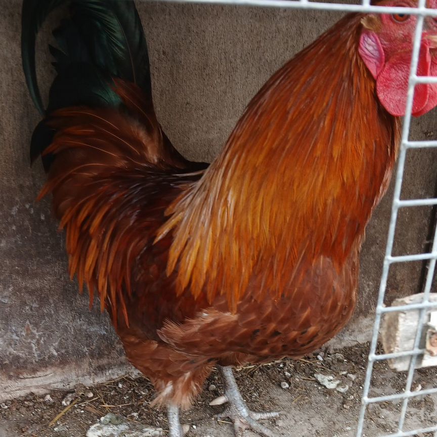 Куры петухи