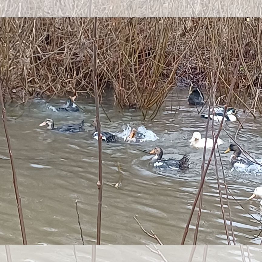 Утки башкирские