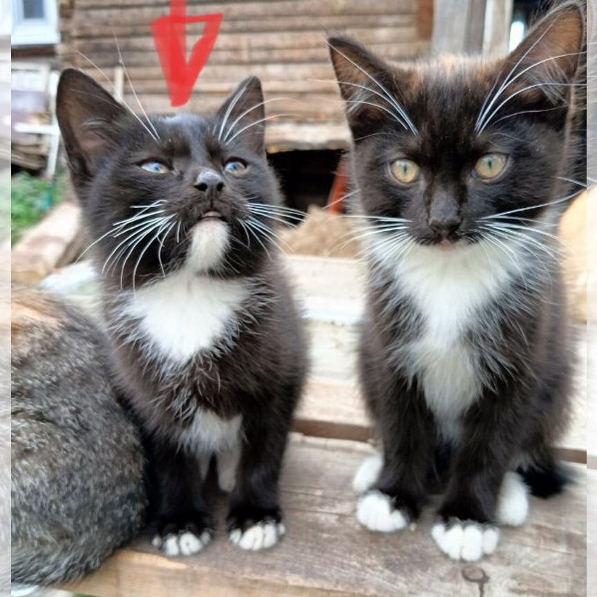 Котики бесплатно