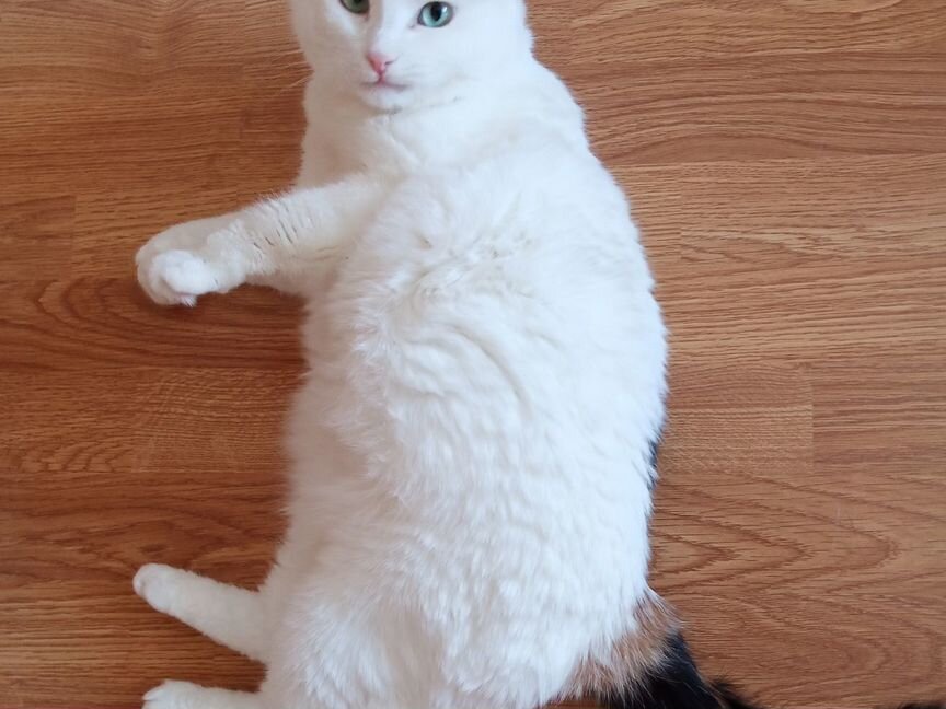 Стерилизованная ласковая кошечка ищет дом