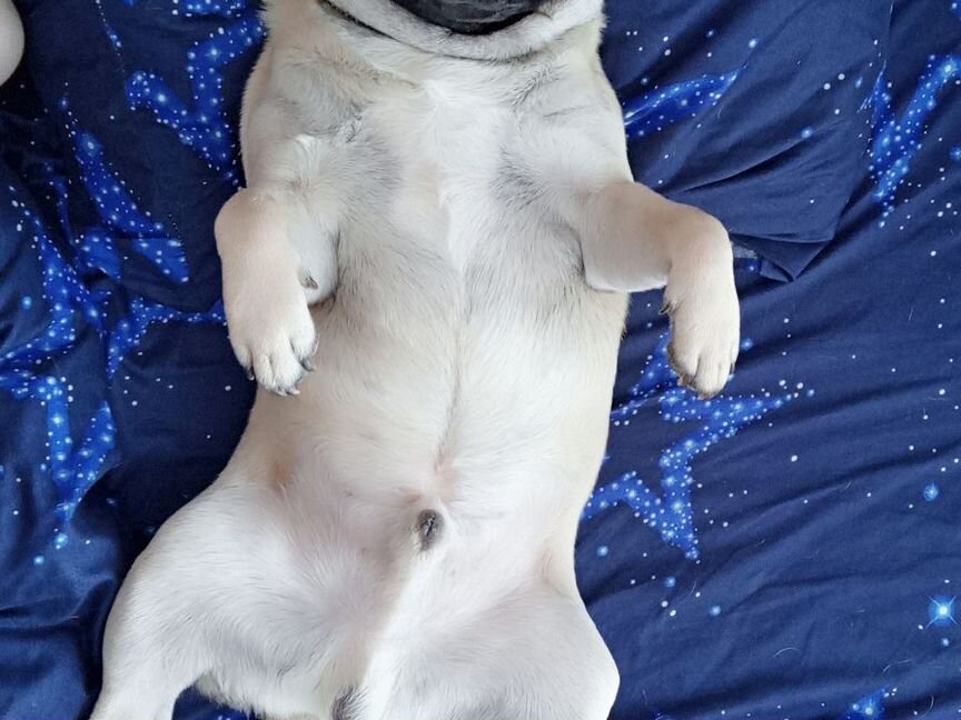 Мопс