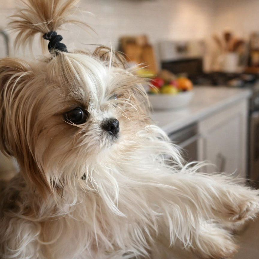 Ши-тцу, щенок