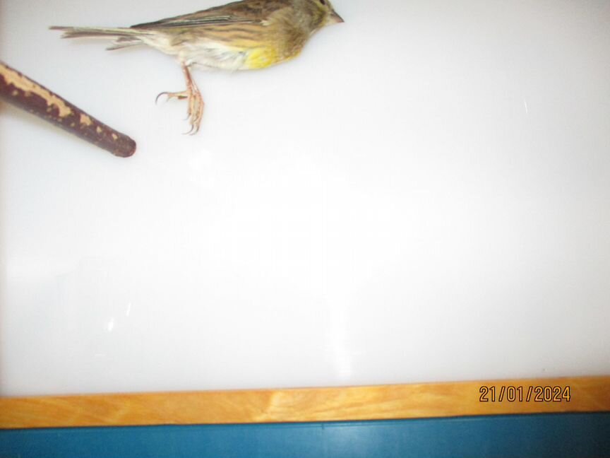 Кенара и канарейки