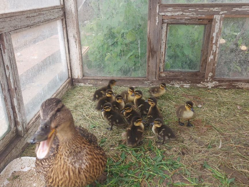 Утята дикой утки
