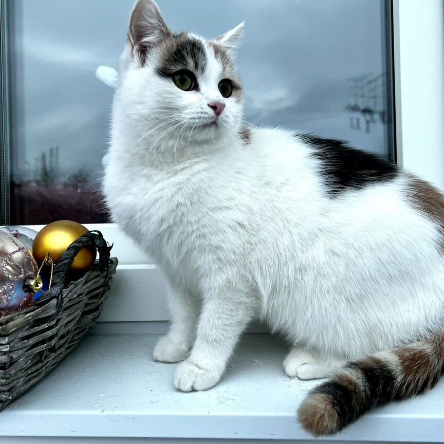 Кошечка в добрые руки