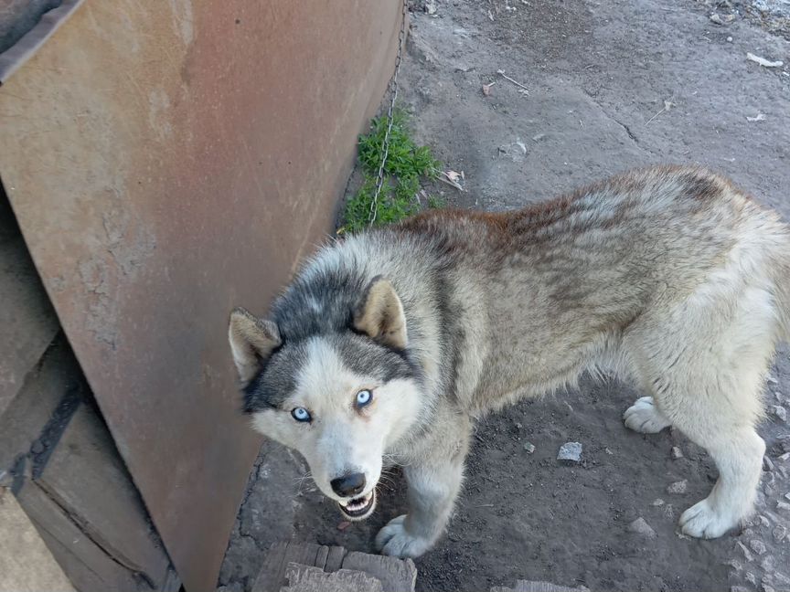 Хаски в добрые руки