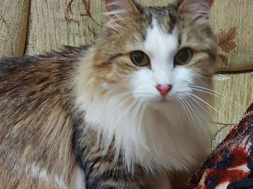 Кошки