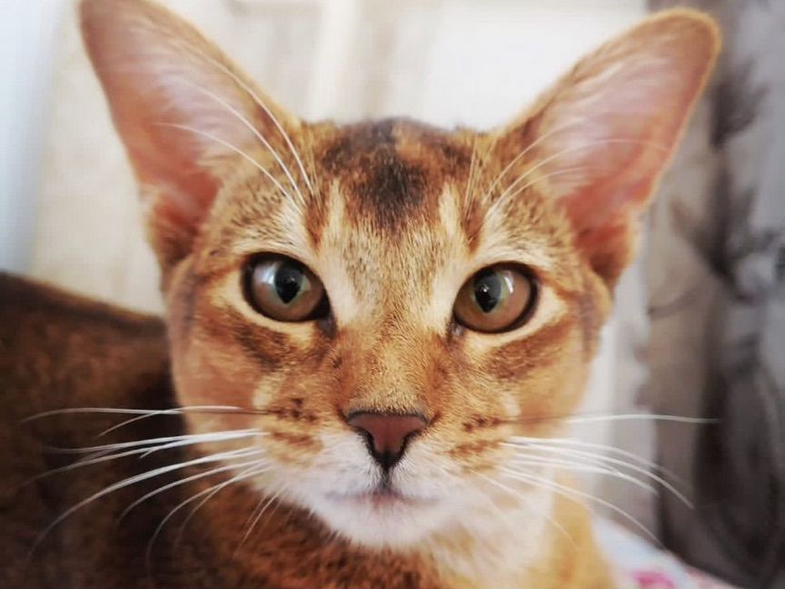 Абиссинская кошка 7 мес. бесплатно