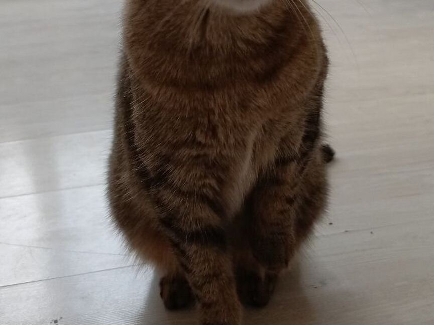 Кошка вислоухая в добрые руки
